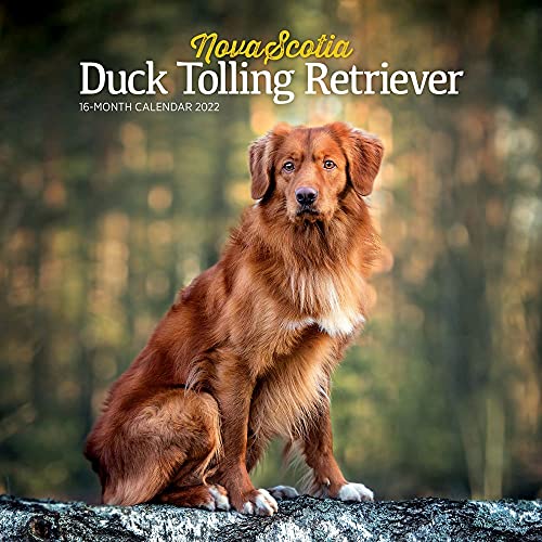 Carousel Calendars, Nova Scotia Duck Tolling Retriever 2022 Wall Calendar