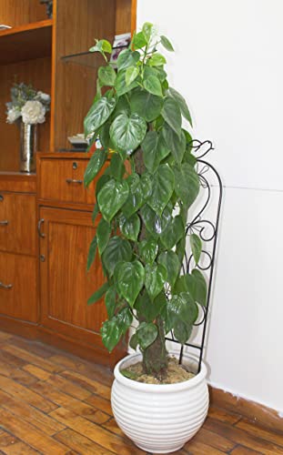 Hosley Set of 2 Iron Wave Pot Trellis 28 Inch High. Ideal Gift for Wedding or Party and Use Next to Structures Home or Office or in Planters for Growing Floral Plants Vines and Vegetables O4