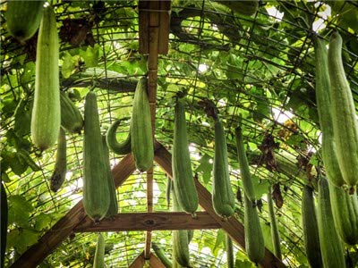 Gaea's Blessing Seeds - Luffa Gourd Seeds - Non-GMO - with Easy to Follow Planting Instructions - Heirloom Sponge Loofah Muop Huong 93% Germination Rate