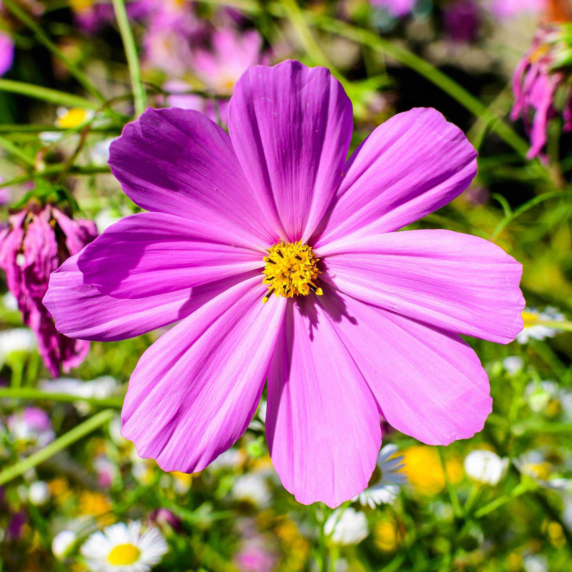 Dichmag 2000+ Crazy Mixed Cosmos Seeds - Over 11 Colors Cosmos Bipinnatus Flower Seeds in a Pack - Non-GMO Seeds Produced in The US