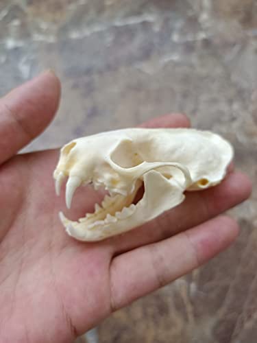 HOT 1/2/3/5/10 pcs Real Animal Skull Specimen Taxidermy Cleaned Skull Collection Fox, cat, Mink, Crocodile, Dog, Raccoon, Snake, Rabbit, Goat ,Muskrat,Nutria,Fox's paw (1pcs,Mink)