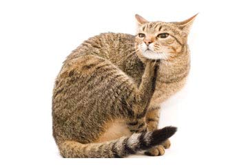 HAPPY PET VITAMINS LLC cat Skin Products - CAT Allergy Relief - Supports Immune System - Vet Recommended - Itch Relief - quercetin for Cats - 2 Bottles (150 Chew Tablets)
