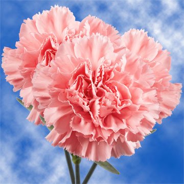 GlobalRose 100 Claveles Rosado - Envio de Flores Frescas