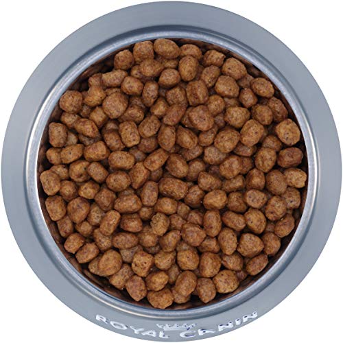 Royal Canin Chihuahua Adult Dry Dog Food, 10 lb bag