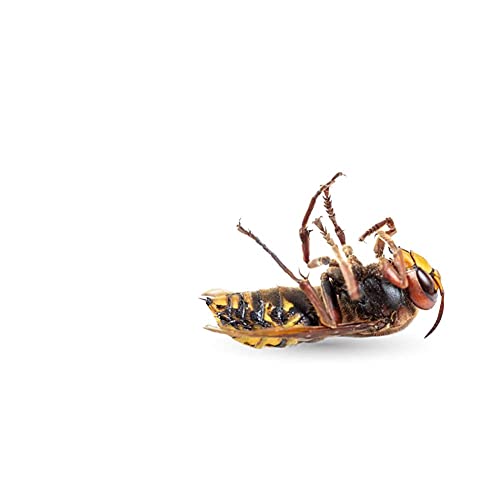 Enforcer Wasp and Jacket Foam - 7 Ounces (Case of 12) A07234-20 Foot Spray - Yellow Jacket, Wasp and Hornet Killer