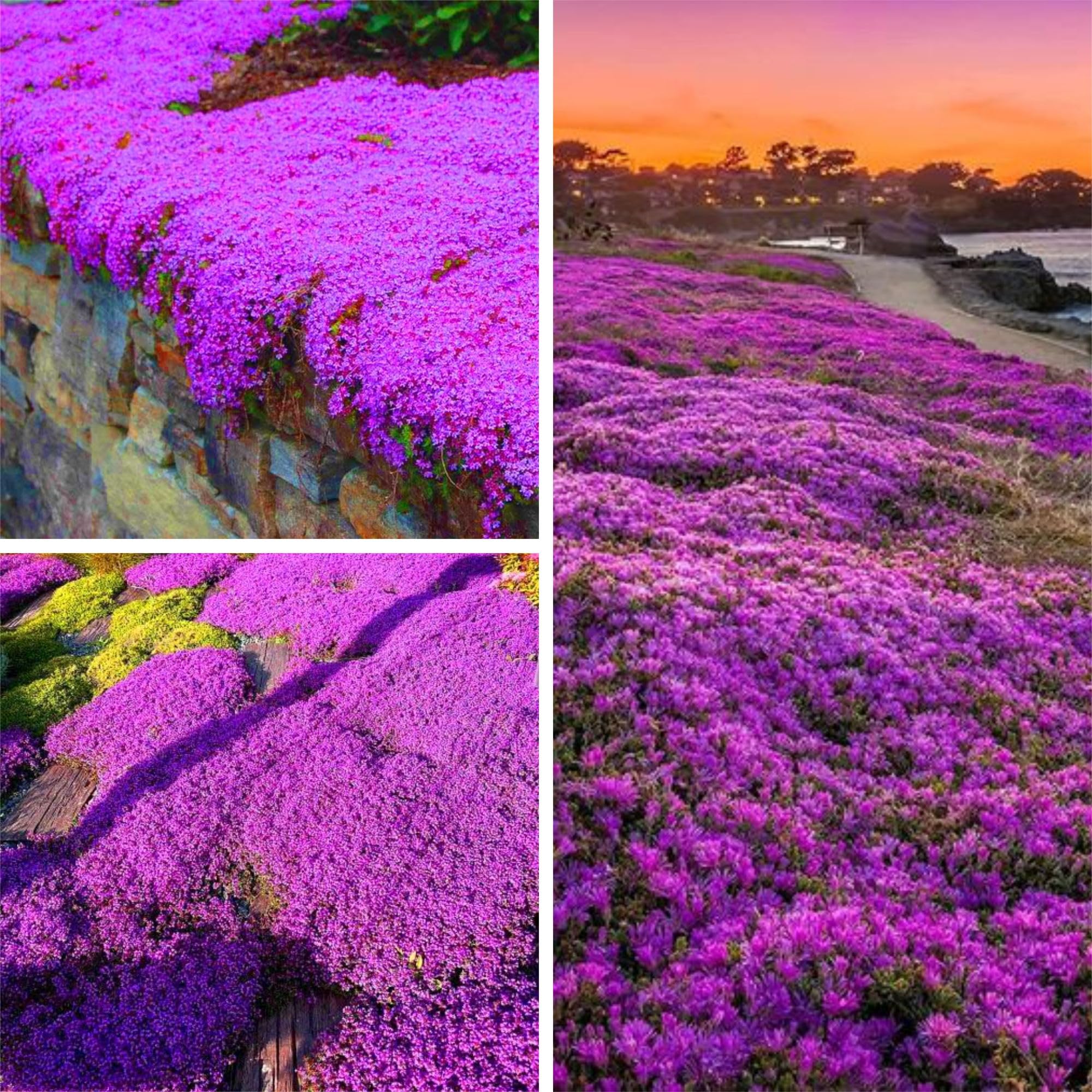 Dichmag 16000+ Purple Creeping Thyme Herb Thymus Serpyllum Groundcover Heirloom Flower Seeds - Perennial Flowers Thyme Non-GMO Thymus Serpyllum Seed