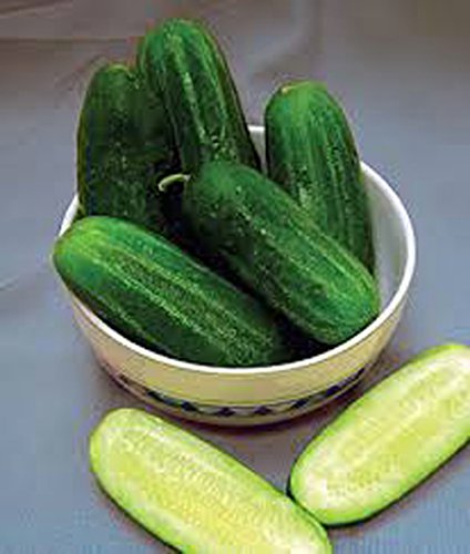 Cucumber, National Pickling Cucumber Seed, Heirloom,25 Seeds, Great for Pickling