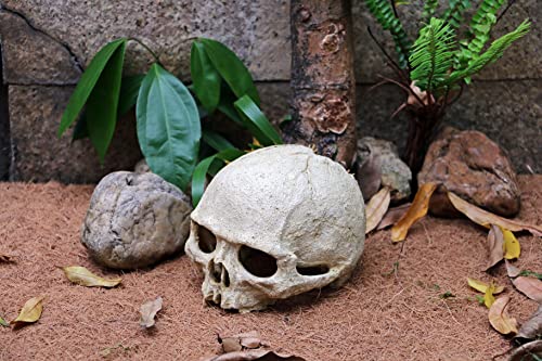 Half Skull Reptile Amphibian Habitat Hide β Premium Non-Toxic Resin for Aquariums & Terrariums β Large Size