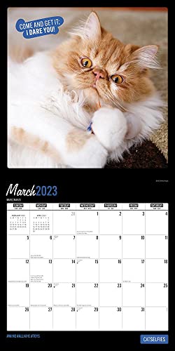 Cat Selfies | 2023 12 x 24 Inch Monthly Square Wall Calendar | BrownTrout | Pet Humor Kitten Feline