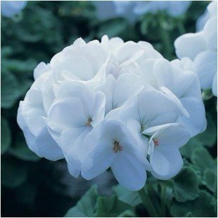 Confezione da 20 semi/appeso geranio semi Horizon Bianco Puro New importati semi di semi di Fiori geranio