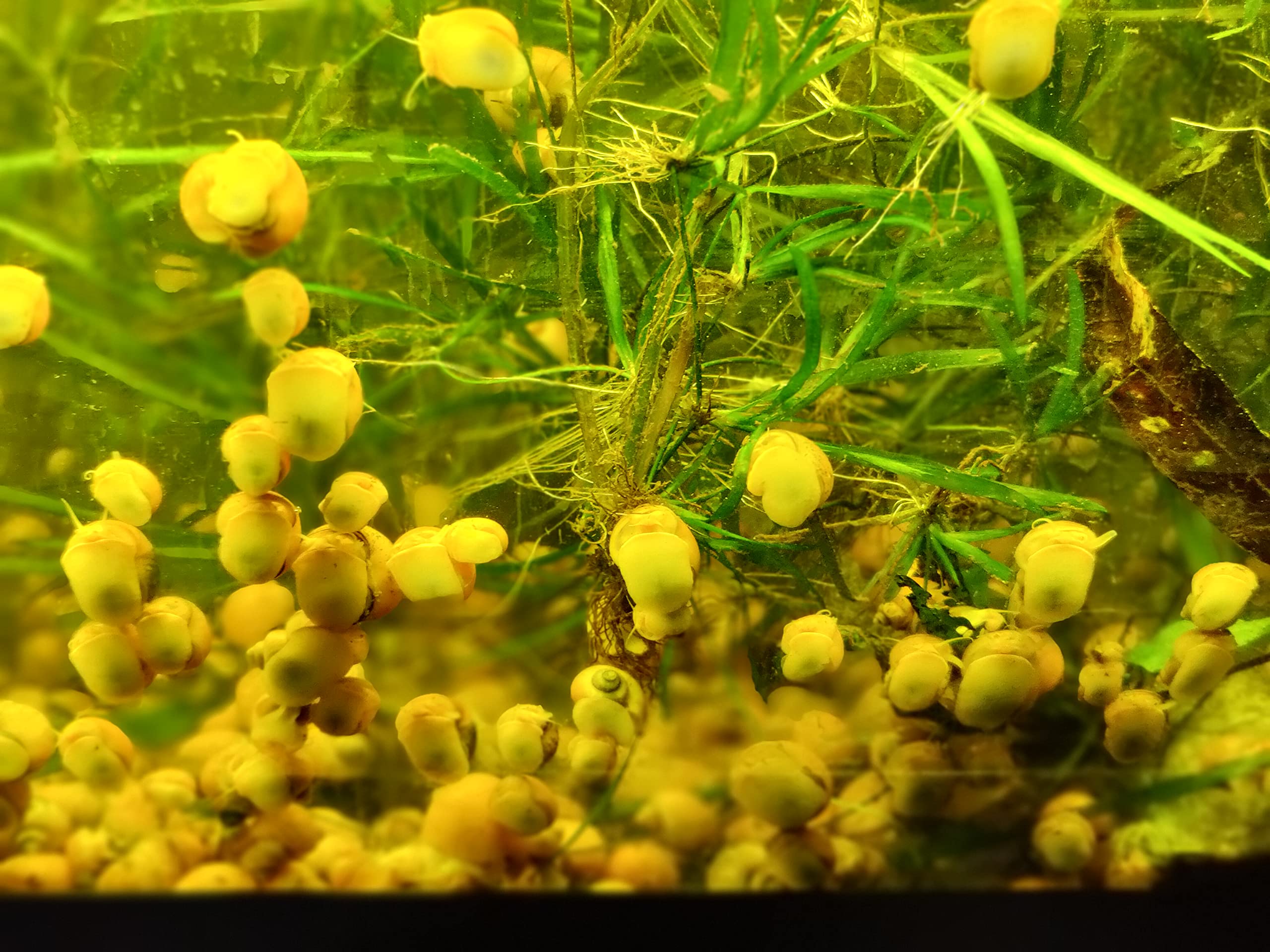 SOUTH SHORE RETAIL, LLC Gold Mystery Snails - Wholesale Pricing Available - Dime/Nickel Sized (3)