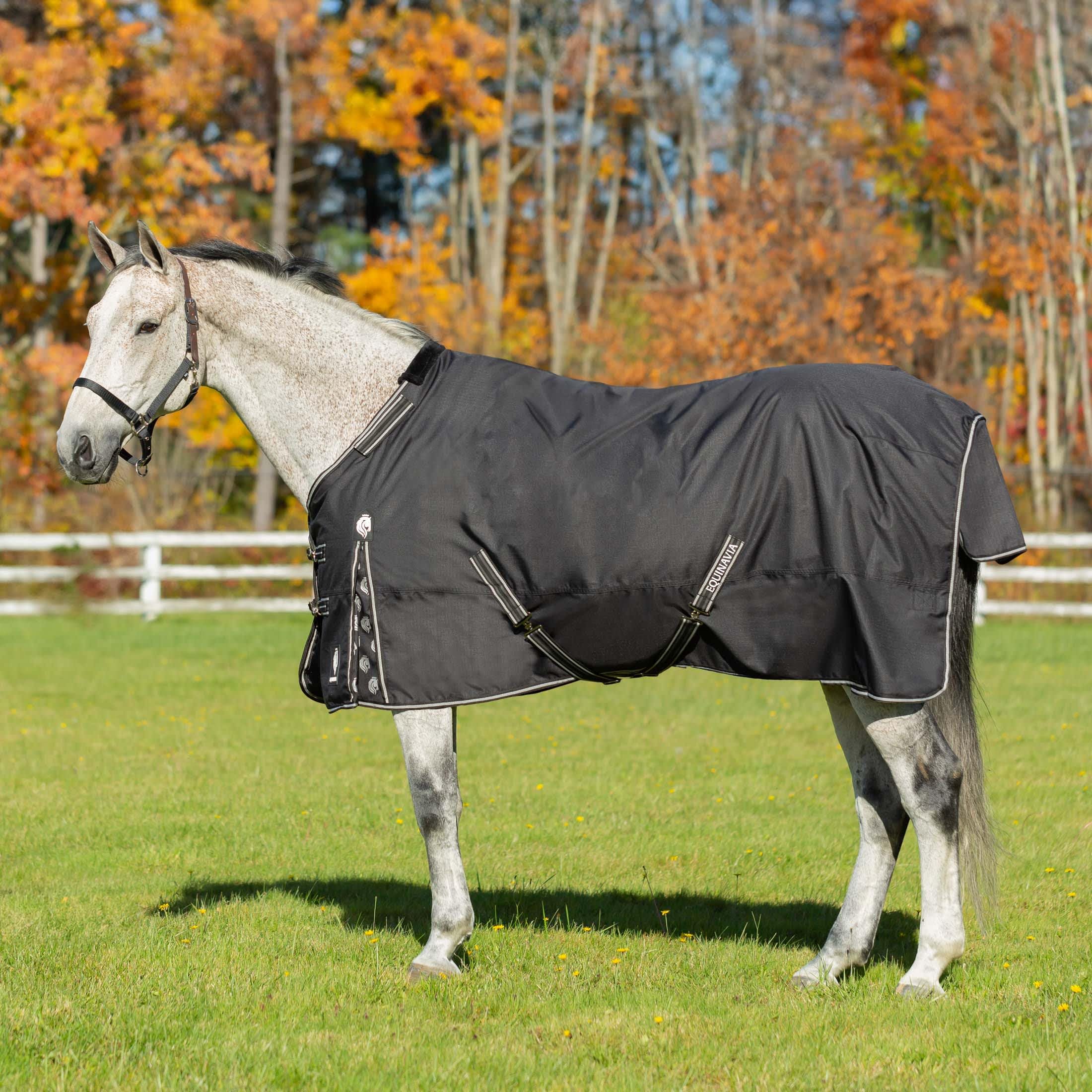 Equinavia Norse Lightweight 100g Fill Horse Rain Blanket | Waterproof Turnout Sheet - Black - 66 in - Black - 75 in