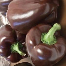 Chocolate Beauty Sweet Bell Pepper Seeds for Planting, 20+ Heirloom Seeds Per Packet, (Isla's Garden Seeds), Non GMO Seeds, Botanical Name: Capsicum annuum, Great Home Garden Gift