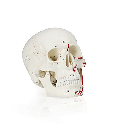 Walter Products B10208 Human Skull Model with Markings, Life Size
