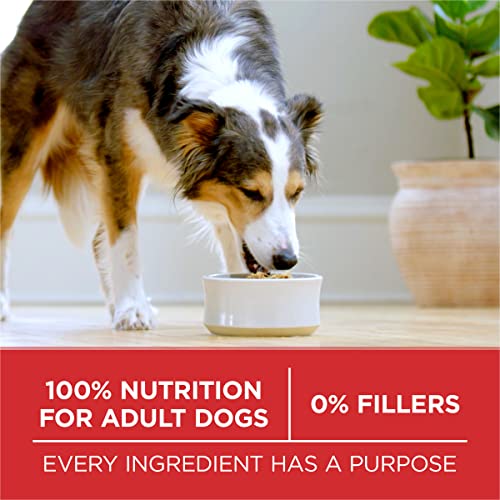 Purina ONE Small Bites Beef and Rice Formula Small Dog Food Dry - 8 lb. Bag