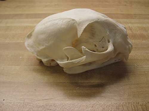 Real Bone Bobcat Skull.