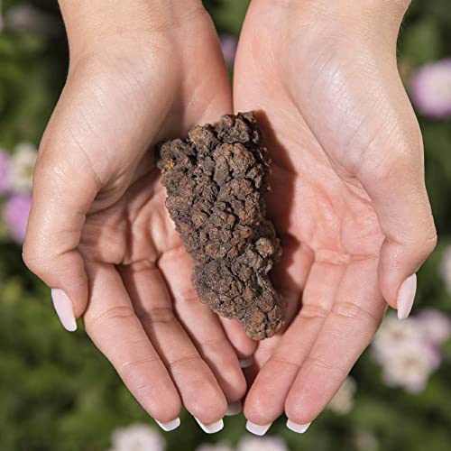 KALIFANO Authentic Prehistoric Dinosaur Coprolite Feces Trace Fossil - Fossilized Dinosaur Dung Poop Coprolite from Madagascar (Information Card Included)