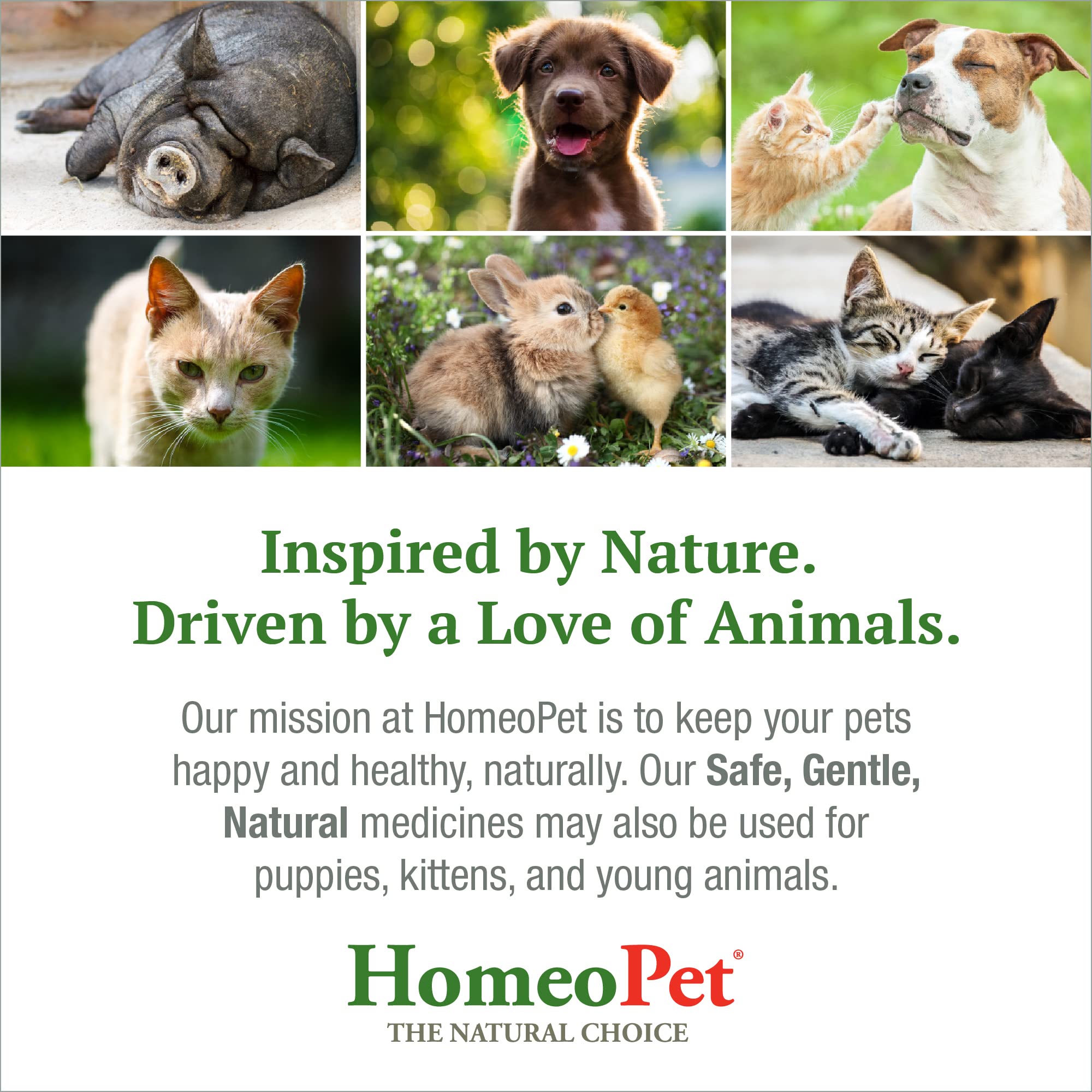 HomeoPet Doggy Dental, Dental Care for Dogs, 15 Milliliters