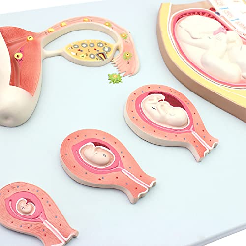 DSUBAN Human Pregnancy Embryo Development Process Model Fertilized Egg Uterine Tissue Embryo Model, Embryo Development Process Model (114)
