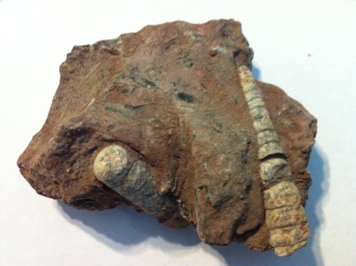 Orthoceras Sea Squid Fossil in Matrix
