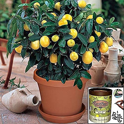 EarthPods Premium Fruit & Citrus Plant Food β Easy Organic Fertilizer Spikes β 100 Capsules β Boost Bloom, Fruit Flavor, Root Growth (Great for Dwarf Meyer Lemon, Lime, Orange, Avocado, Banana Trees)