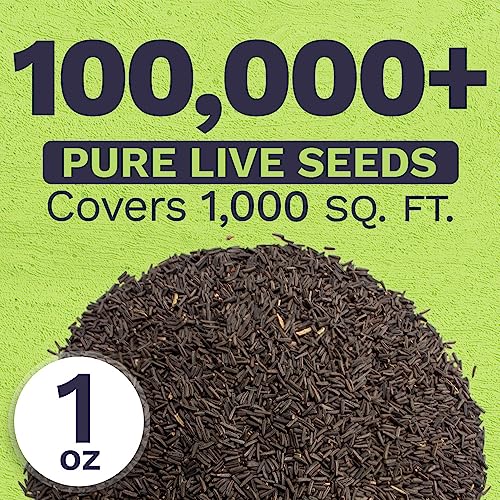 Black Eyed Susan Seeds – Extra Large Packet – Over 100,000 Open Pollinated Non-GMO Wildflower Seeds – Rudbeckia hirta