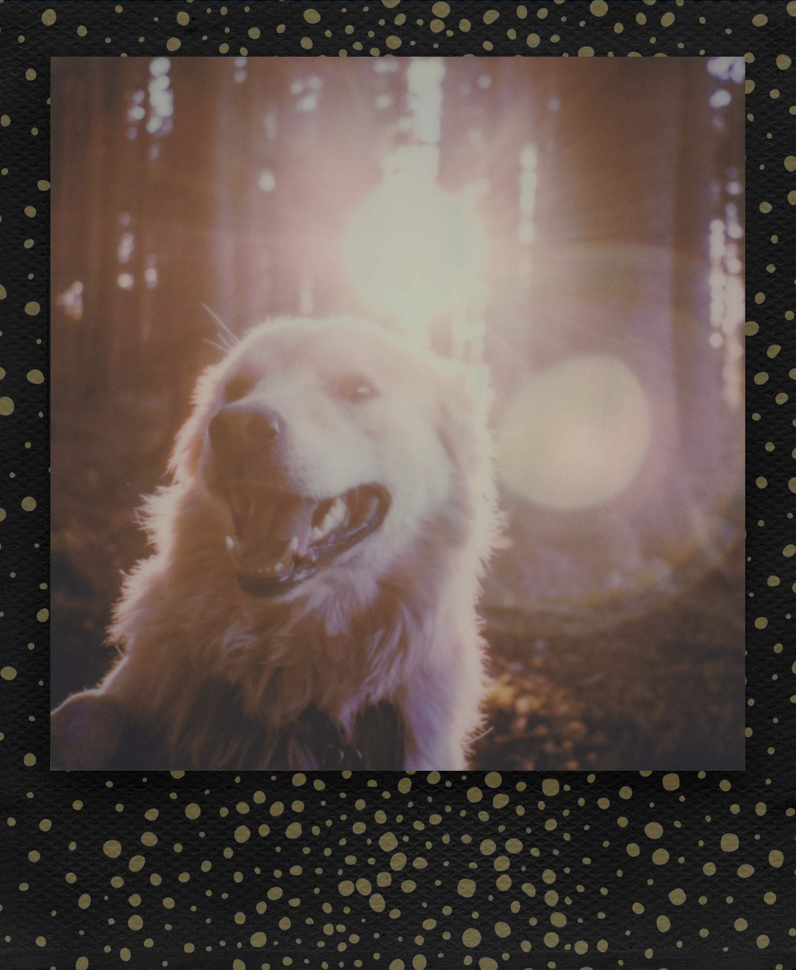 Polaroid Originals - 4932 - Color Film for 600 - Gold Dust Edition