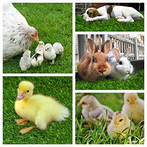 Oziyrnka Chicken Nesting Pads, 6Pcs 12"x12"x1.22" Washable Plastic Nesting Pads for Chicken Coop+ Chicken Veggies Holder for Hens 1pcs, Nesting Box Pads for Chicken Coop, Reusable Chicken Box Nesting