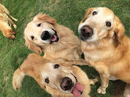 I LOVE MY PETS LLC Dog Immunity Supplements - Dog Immune Support - Booster - Healthy PET - Supplement - Dog Turmeric Chews - 60 Treats (1 Bottle)