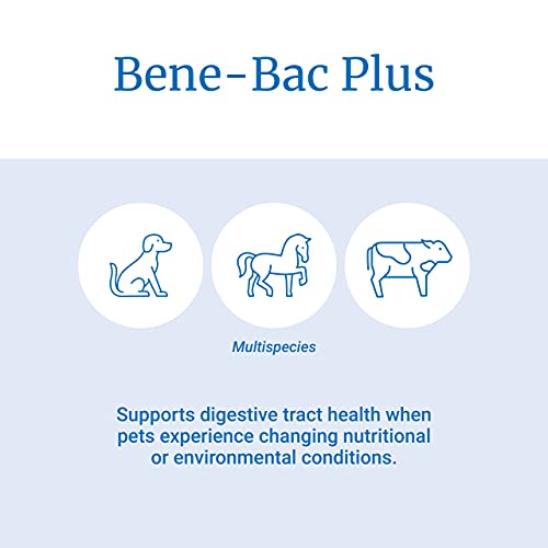 PetAg Bene-Bac Plus Pet Gel - FOS & Probiotics Gel Supplement with Naturally Occurring Microorganisms - 1 Count (15 g Syringe)