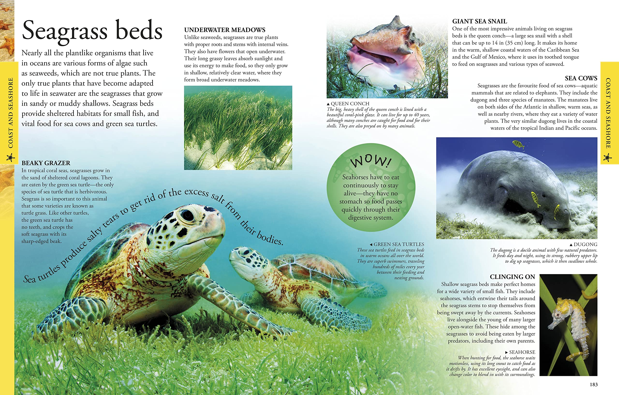Ocean: A Visual Encyclopedia (DK Children's Visual Encyclopedias)