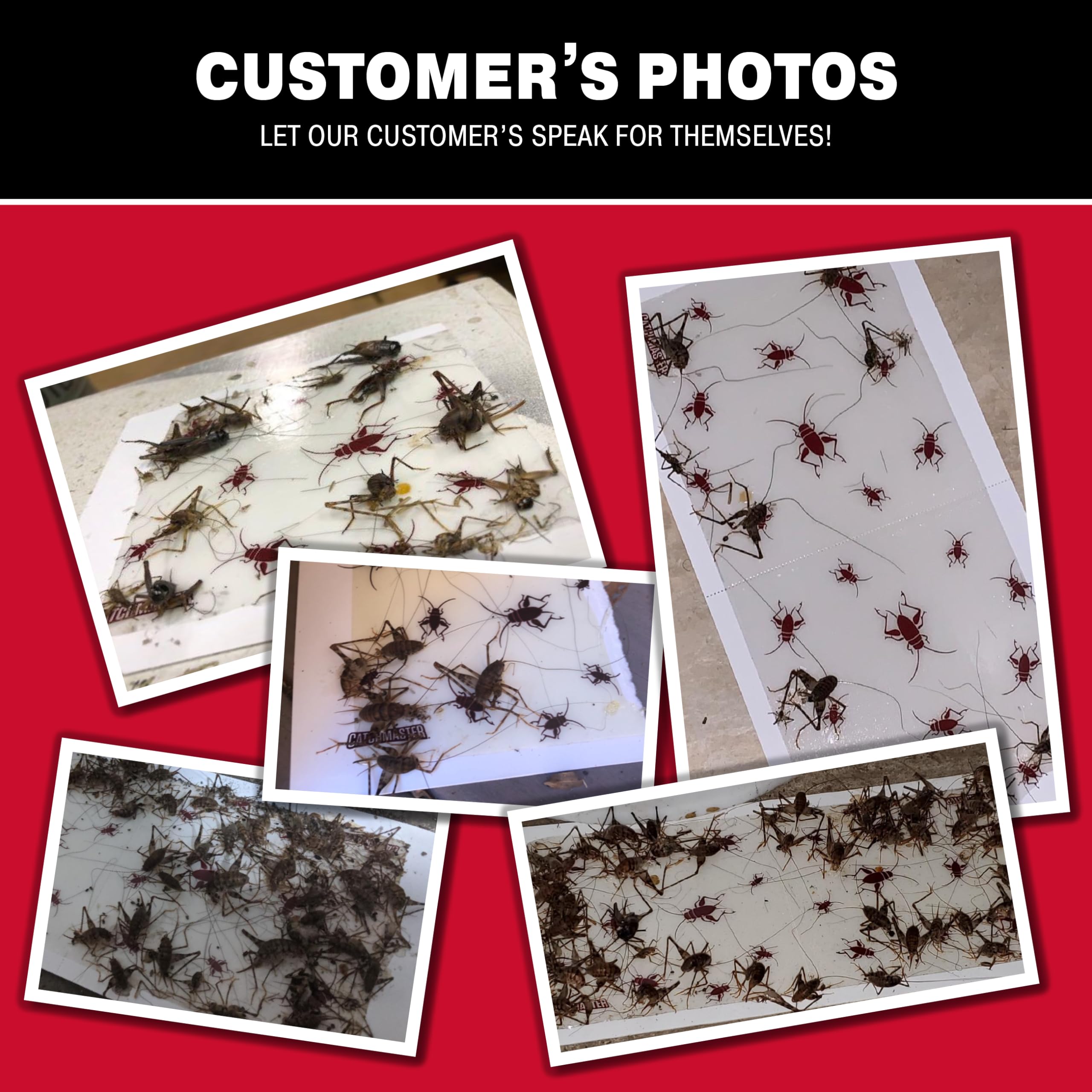 Catchmaster Cricket XL Giant Glue Boards 6Pk, Cricket Traps Indoor with Adhesive Attractant Design, Bug Catcher Traps for Inside Your Home, Bulk Insect Killer for House & Garage, Pet Safe Pest Control