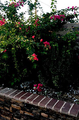 Gardening Pumice Soil Amendment | 3/8" Screened | 8 Quarts