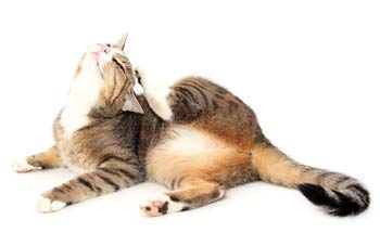 I Love My Pets Itch Relief Cats - Cats Allergy Relief - Itch Relief - Premium Supplement - Treats - cat Turmeric - 150 Tablets (2 Bottles)