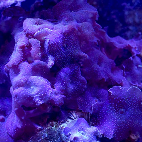 Seachem Reef Advantage Calcium 250gram