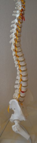 Super Flexible Spine Model with Pelvis and Femur Heads, Life Size, 87cm/34β