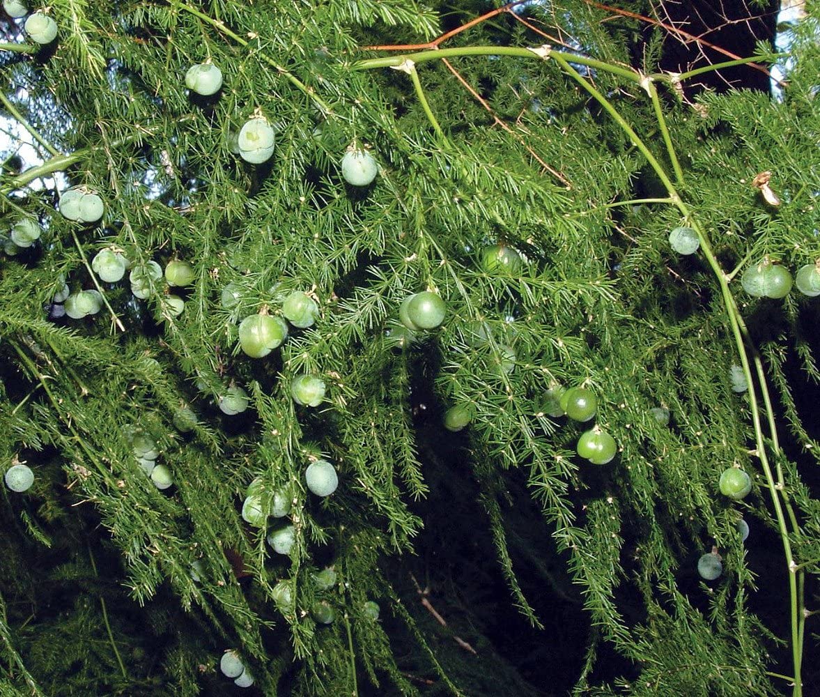Fern Leaf Plumosus Asparagus Fern - 4" Pot - Easy to Grow - Great Houseplant