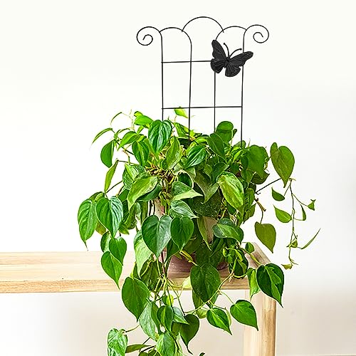 Garden Plant Trellis 2Pcs Trellis for Potted Plants Iron Mini Garden Trellis for Climbing Plants Plant Climbing Rack Flower Pots Supports