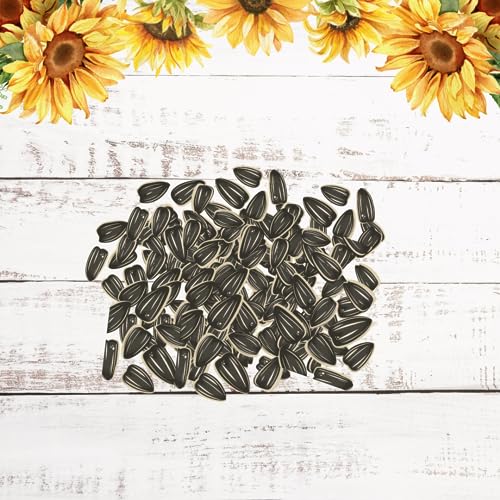 Dwarf Sunflower Seeds for Planting - to Plant and Grow Teddy Bear and Sunspot in Your Flower Garden.