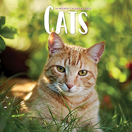 Carousel Calendars, Cats 2022 Wall Calendar
