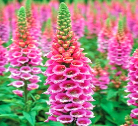 Foxglove Flower Seeds for Planting, 5500+ Heirloom Flower Seeds Per Packet, (Isla's Garden Seeds), Non GMO Seeds, Scientific Name: Digitalis