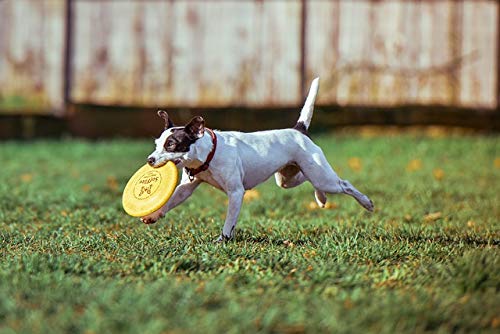 I LOVE MY PETS LLC Dog Joint Supplement with tumeric - Joint Health for Dogs - with Turmeric - MSM - Premium - msm for Dogs Joint Support - 120 Treats (2 Bottles)