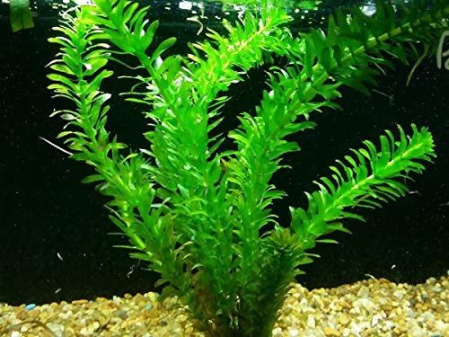 HOT! Anacharis Elodea Densa Tropical Live Aquarium Plants Aquatic Pond Bundle Stems