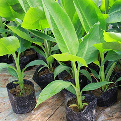 CEMEHA SEEDS Indoor Banana Tree Ornamental Perennial Non-GMO