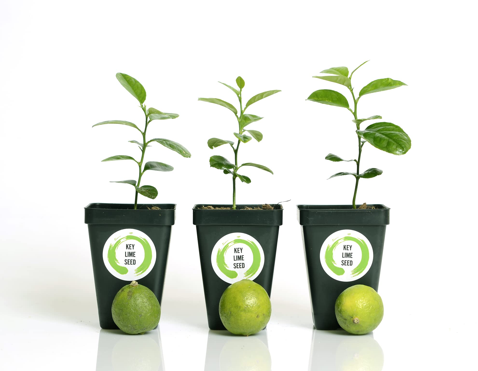 Gerald Winters and Son Key Lime Tree Starter Plant . Citrus aurantifolia. 3β - 5β