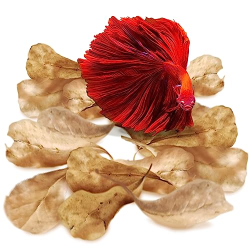 SunGrow 50 pcs Catappa Indian Almond Leaves for Betta Fish Tank Aquarium, 2โ Water Conditioner Leaves, Leaf Also Suitable for Shrimp, Goldfish, Guppy and Frogs