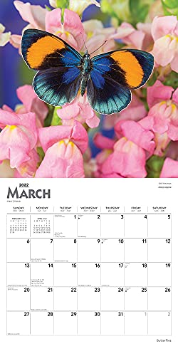 Butterflies 2022 12 x 12 Inch Monthly Square Wall Calendar, Wildlife Animals Wings