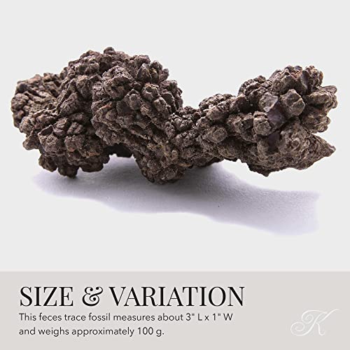 KALIFANO Authentic Prehistoric Dinosaur Coprolite Feces Trace Fossil - Fossilized Dinosaur Dung Poop Coprolite from Madagascar (Information Card Included)