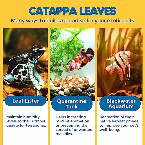 SunGrow 50 pcs Catappa Indian Almond Leaves for Betta Fish Tank Aquarium, 2โ Water Conditioner Leaves, Leaf Also Suitable for Shrimp, Goldfish, Guppy and Frogs