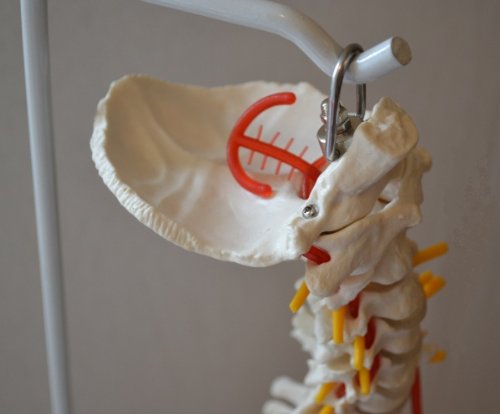 Super Flexible Spine Model with Pelvis and Femur Heads, Life Size, 87cm/34β